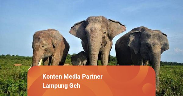 Catat! Taman Nasional Way Kambas Lampung Buka Lagi untuk Umum 20 Desember 2023 | kumparan.com